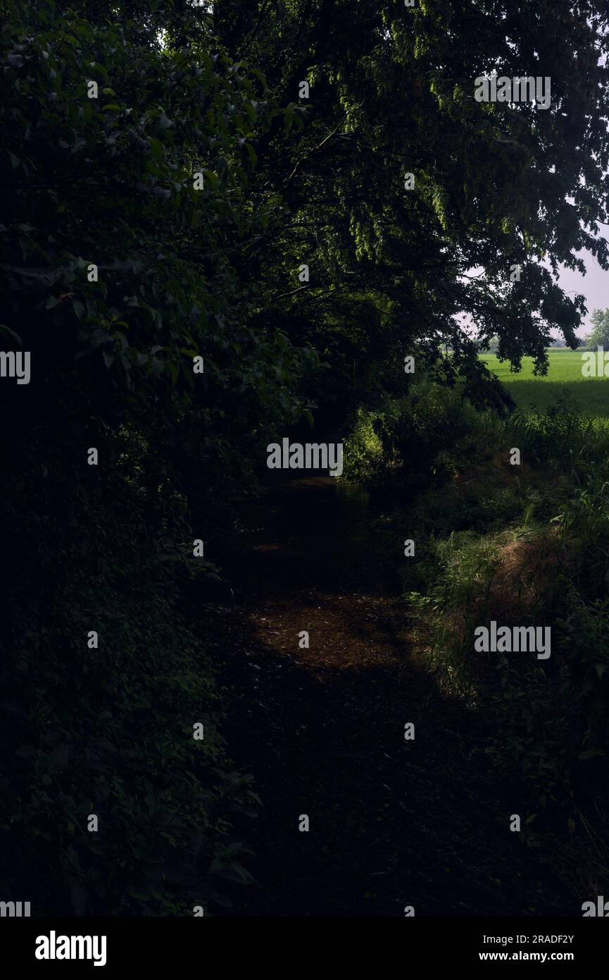 Corn field bordered by trees on a sunny day in the italian countryside ...