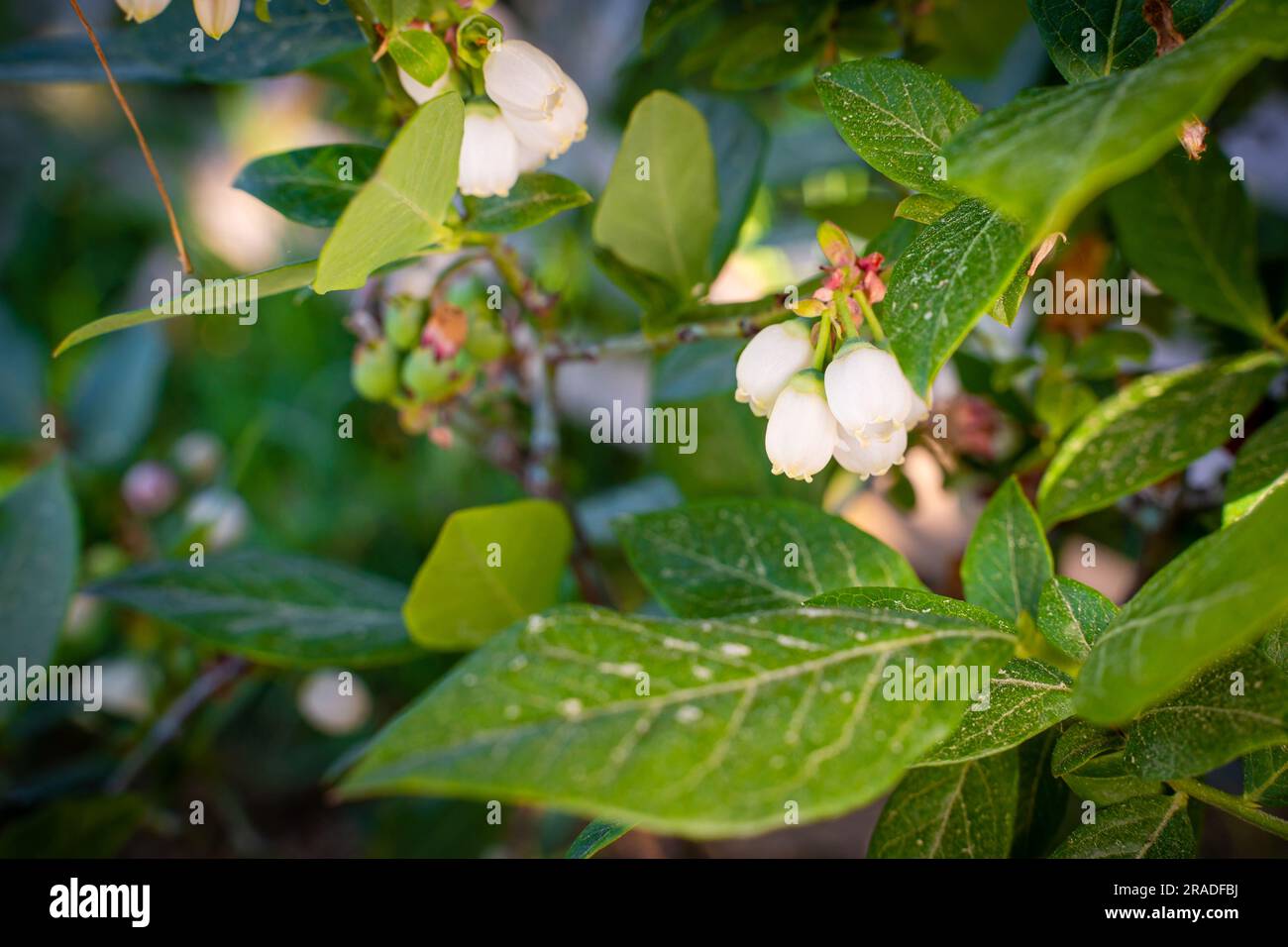 Blueberry blooms with white flowers close-up. Beautiful summer ...
