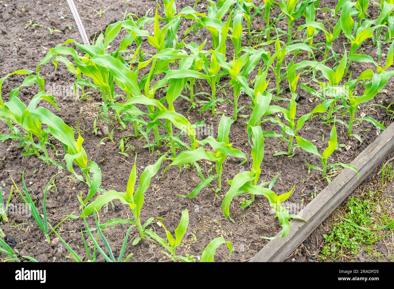 Small home garden with planted corn, top view Stock Photo - Alamy