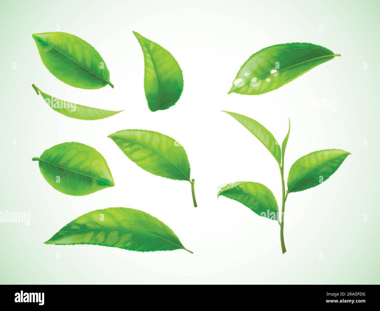 Realistic tea leafs. Isolated green leaves with dew raindrop and stems ...