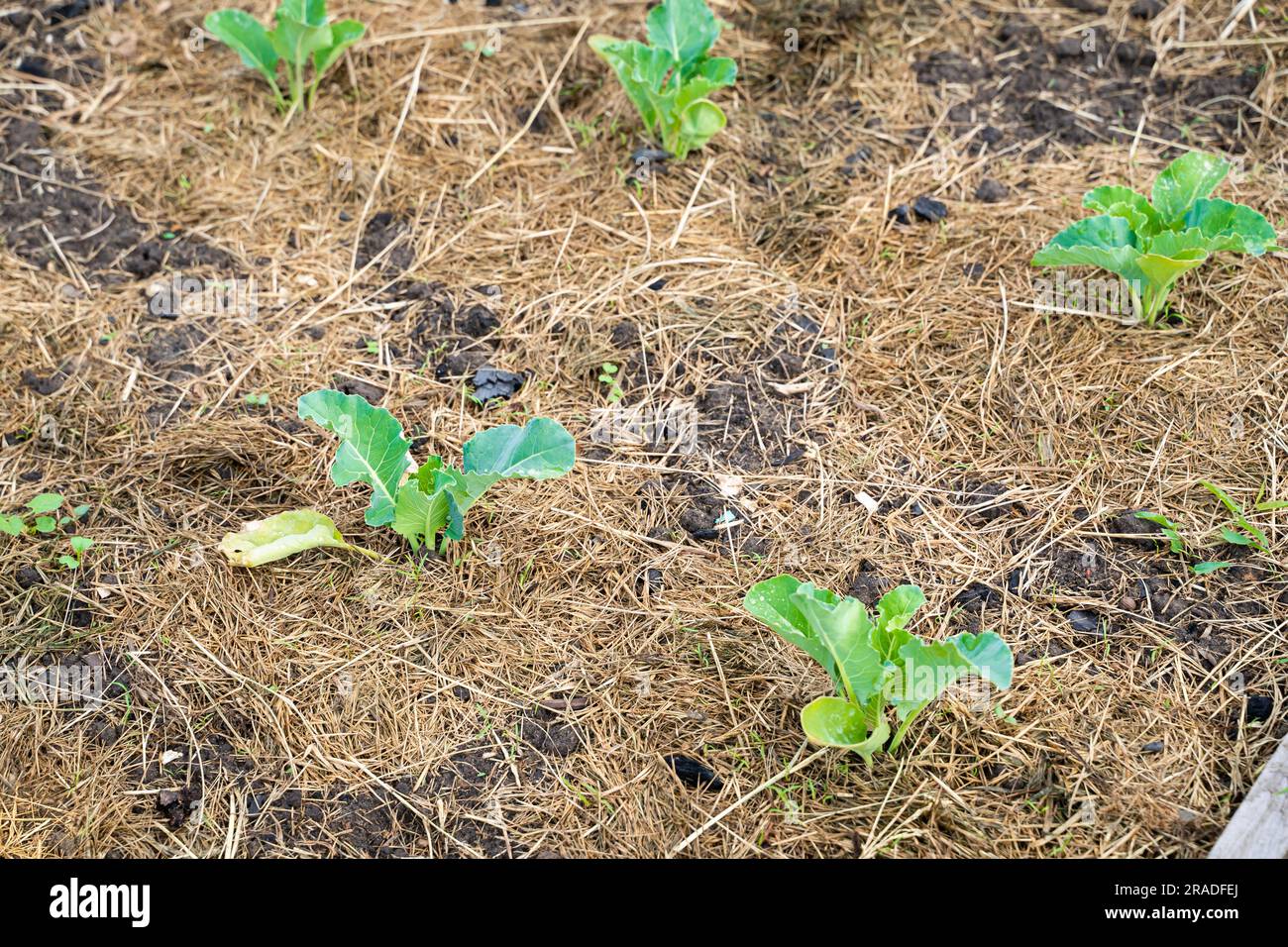 Young sprouts of cauliflower grow in a garden bed. Mulching the ground with dry grass Stock ...