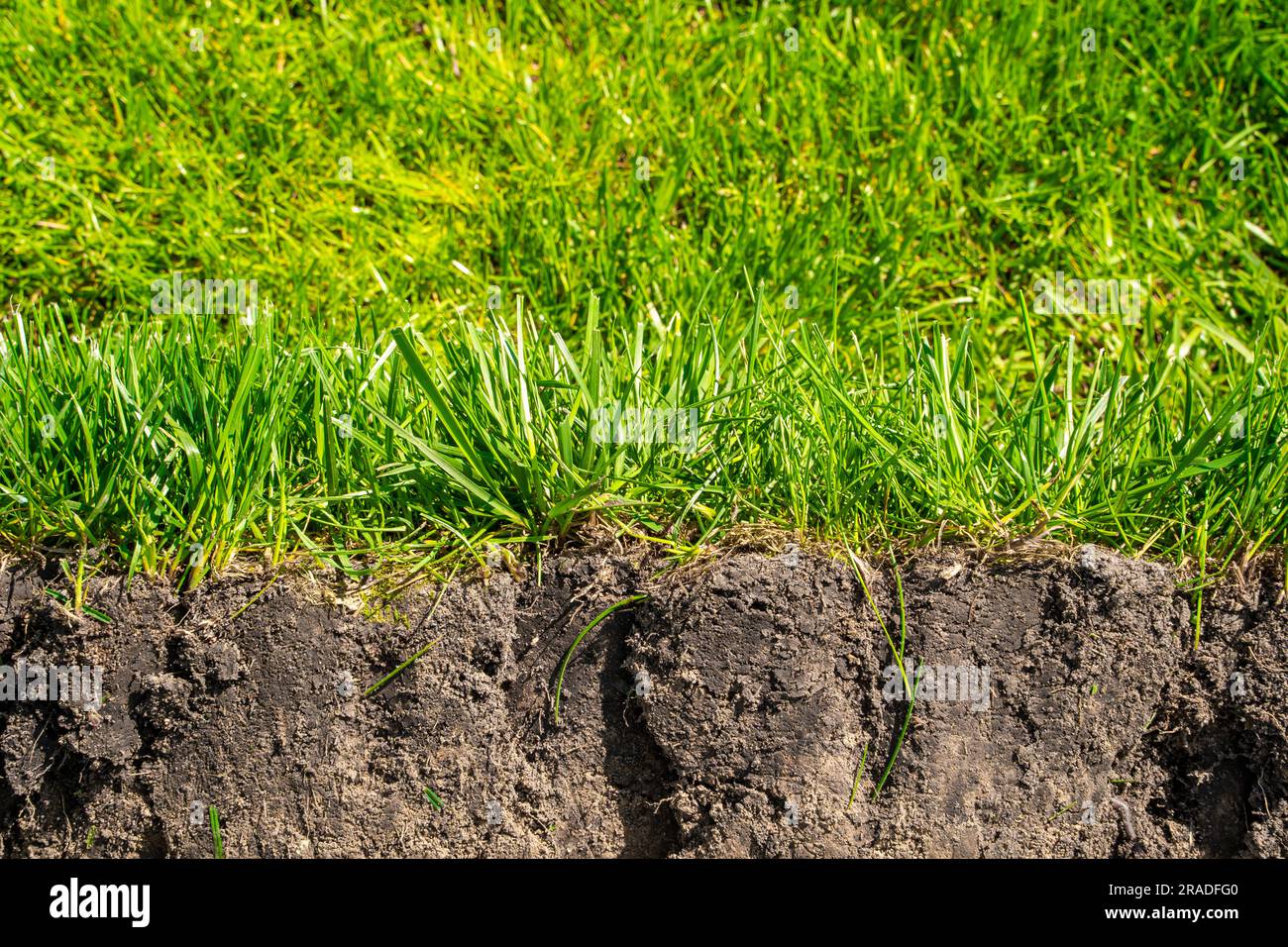 Volumetric section of a lawn with soil, close-up. Side cut, side view ...