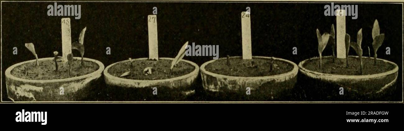 "Effects of the rays of radium on plants" (1908 Stock Photo - Alamy