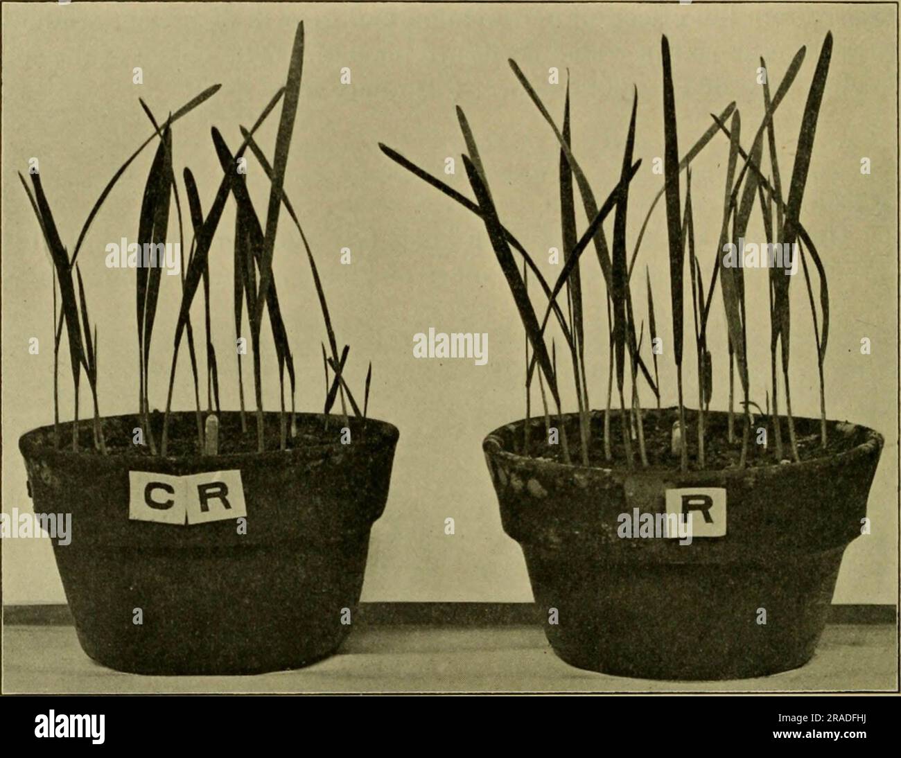 "Effects of the rays of radium on plants" (1908 Stock Photo - Alamy