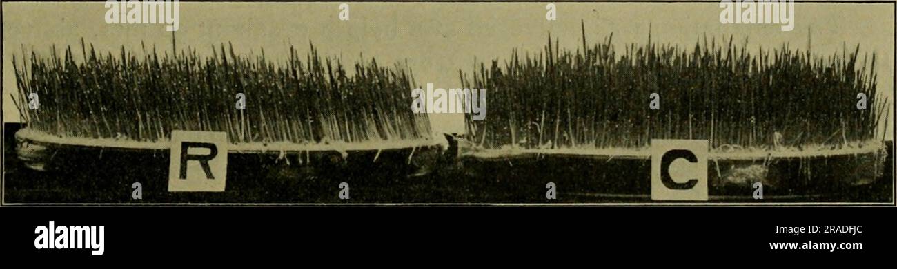 "Effects of the rays of radium on plants" (1908 Stock Photo - Alamy