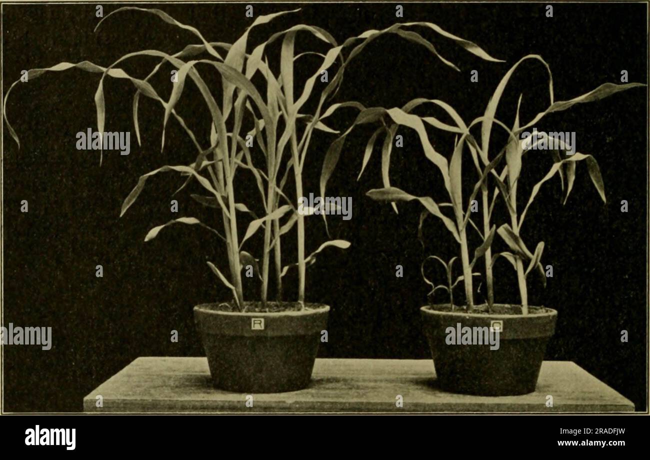 "Effects of the rays of radium on plants" (1908 Stock Photo - Alamy
