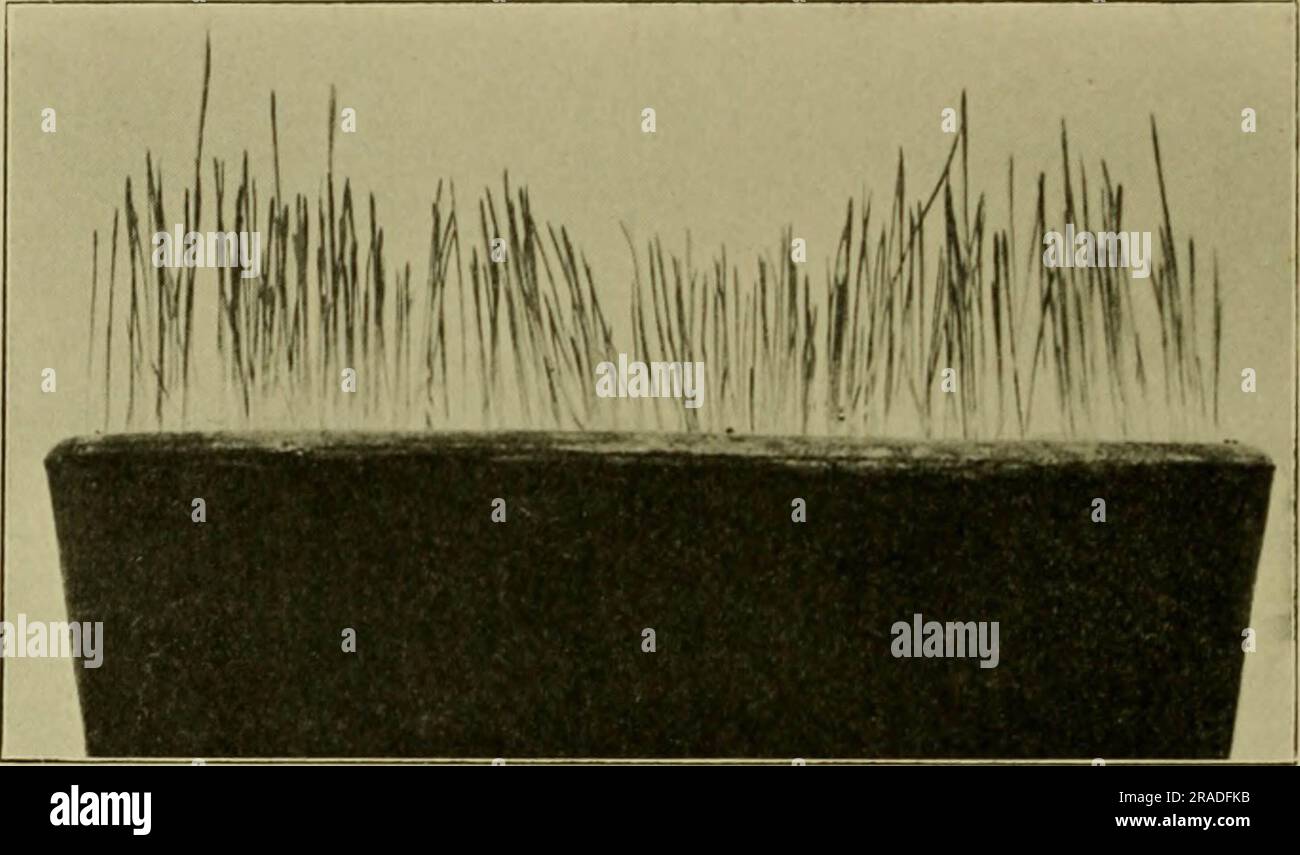 "Effects of the rays of radium on plants" (1908 Stock Photo - Alamy
