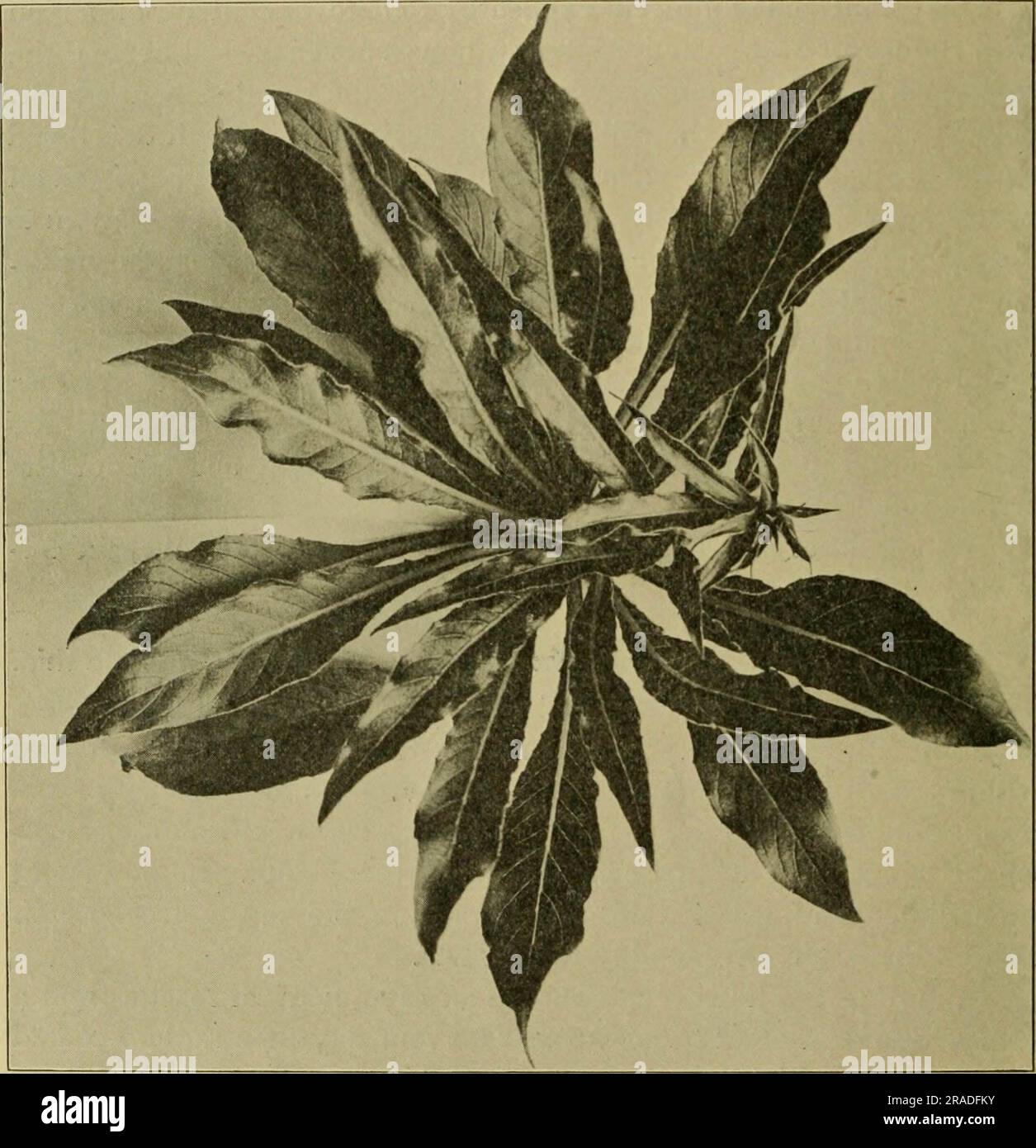 "Effects of the rays of radium on plants" (1908 Stock Photo - Alamy