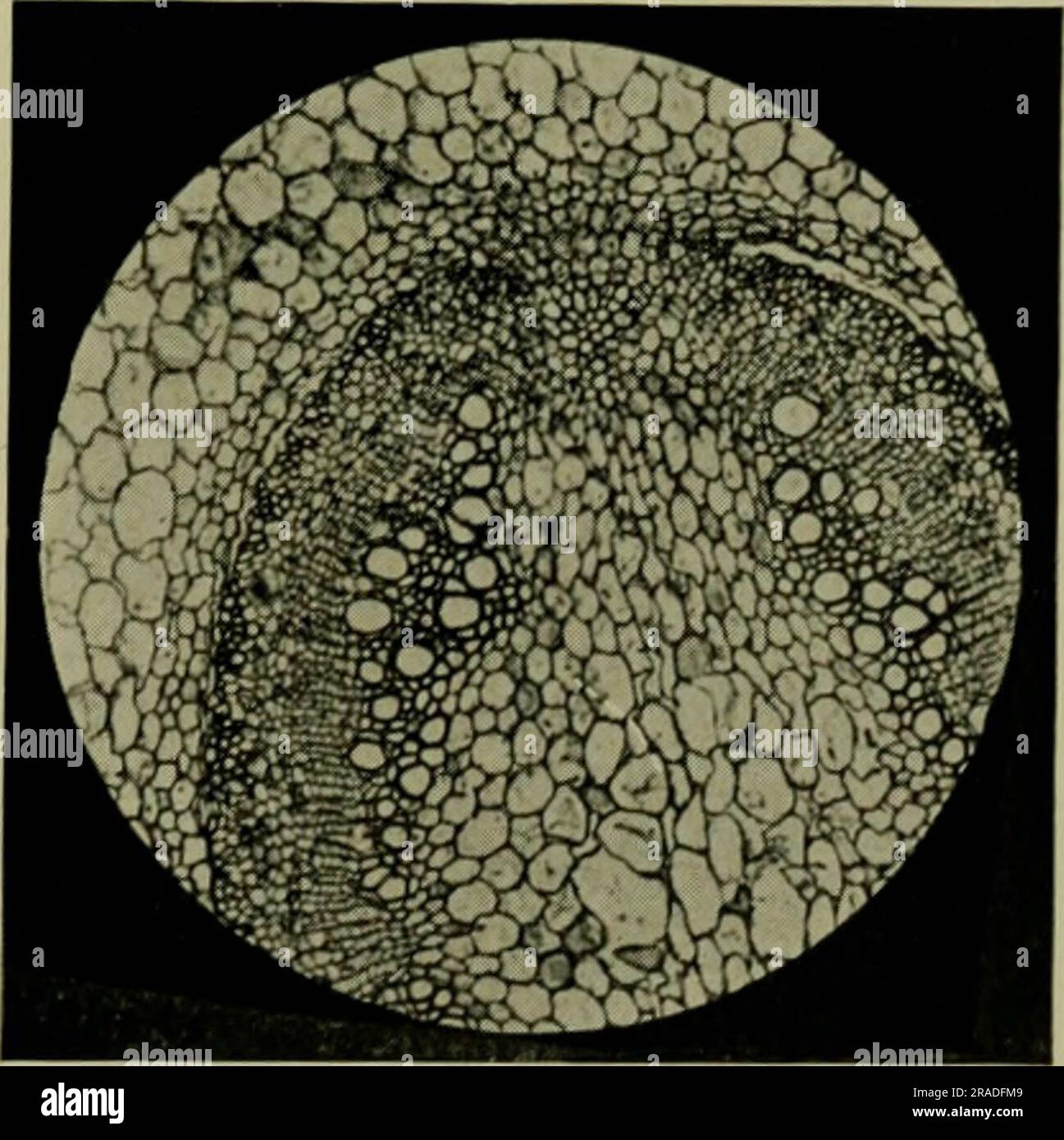 "Effects of the rays of radium on plants" (1908 Stock Photo - Alamy