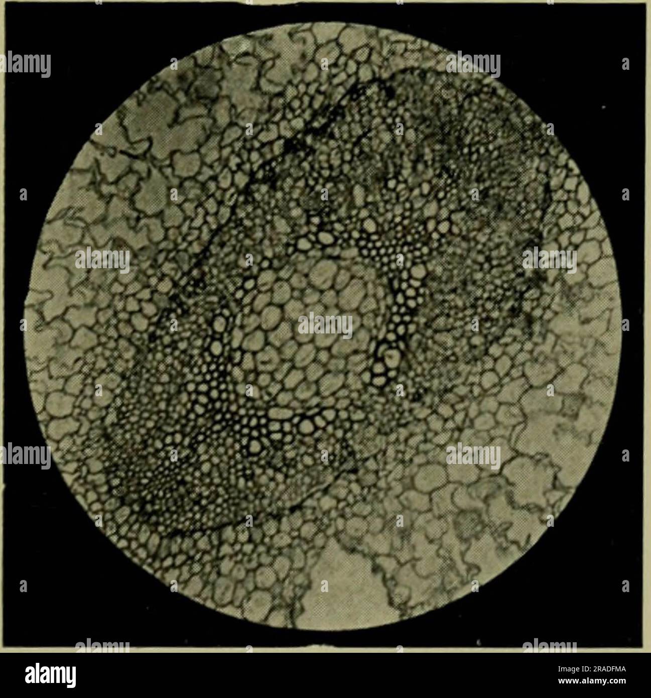 "Effects of the rays of radium on plants" (1908 Stock Photo - Alamy