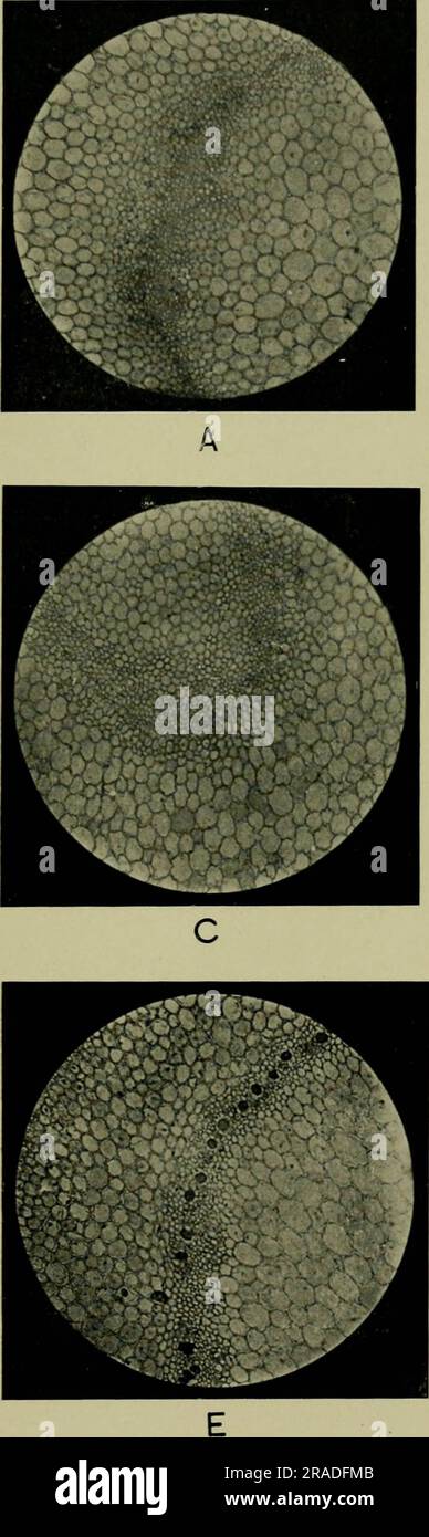 "Effects of the rays of radium on plants" (1908 Stock Photo - Alamy