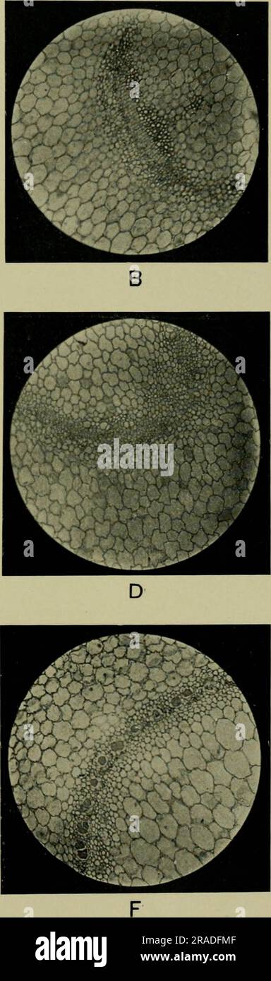 "Effects of the rays of radium on plants" (1908 Stock Photo - Alamy