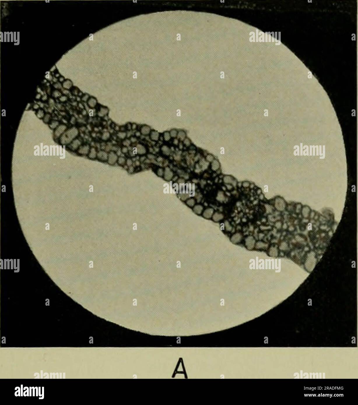 "Effects of the rays of radium on plants" (1908 Stock Photo - Alamy