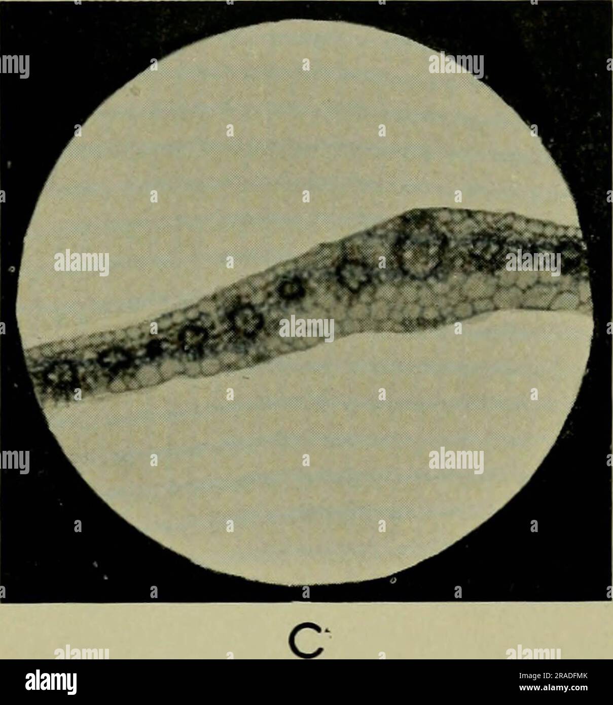 "Effects of the rays of radium on plants" (1908 Stock Photo - Alamy