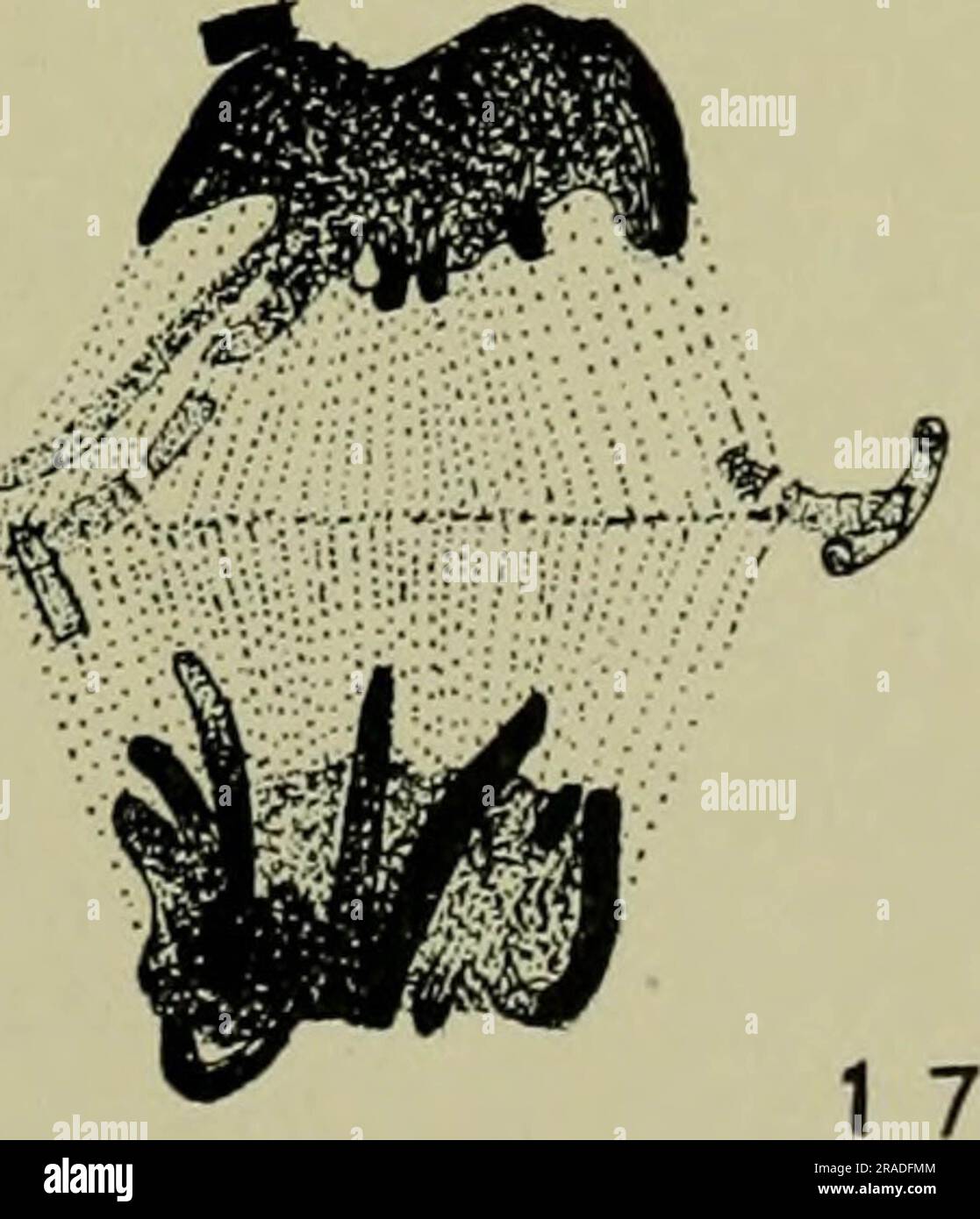 "Effects of the rays of radium on plants" (1908 Stock Photo - Alamy