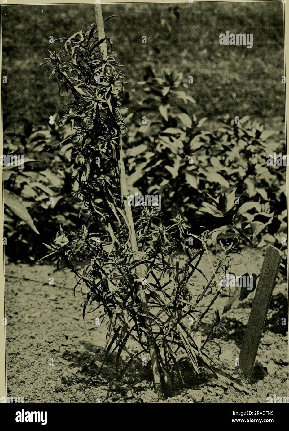 "Effects of the rays of radium on plants" (1908 Stock Photo - Alamy