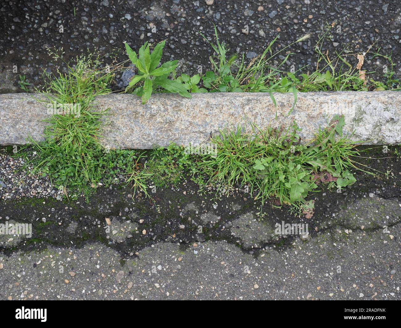 grass growing out of tarmac in the street Stock Photo - Alamy