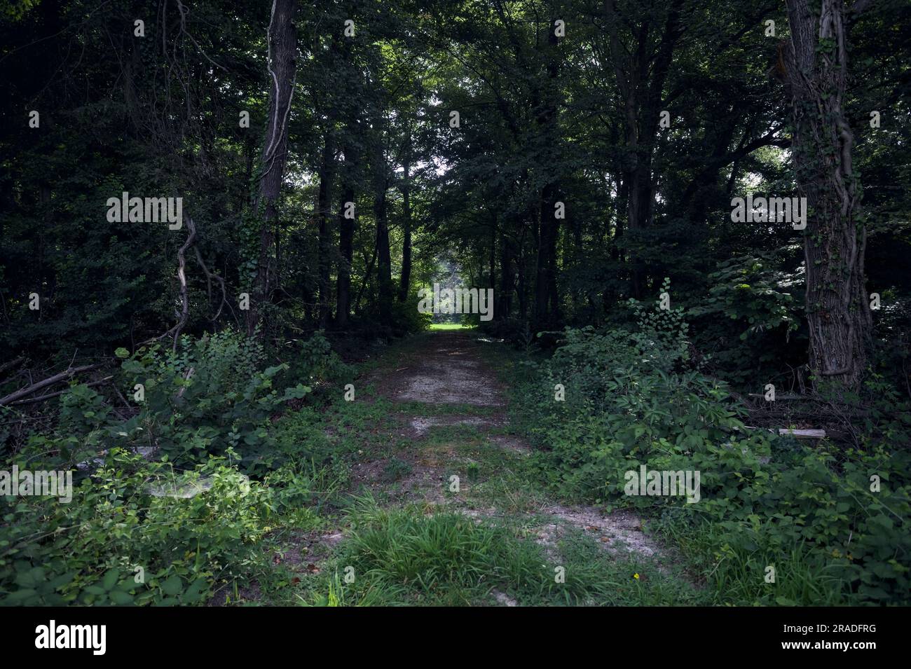 Shady path in a park that leads to a lawn on a sunny day in the italian ...