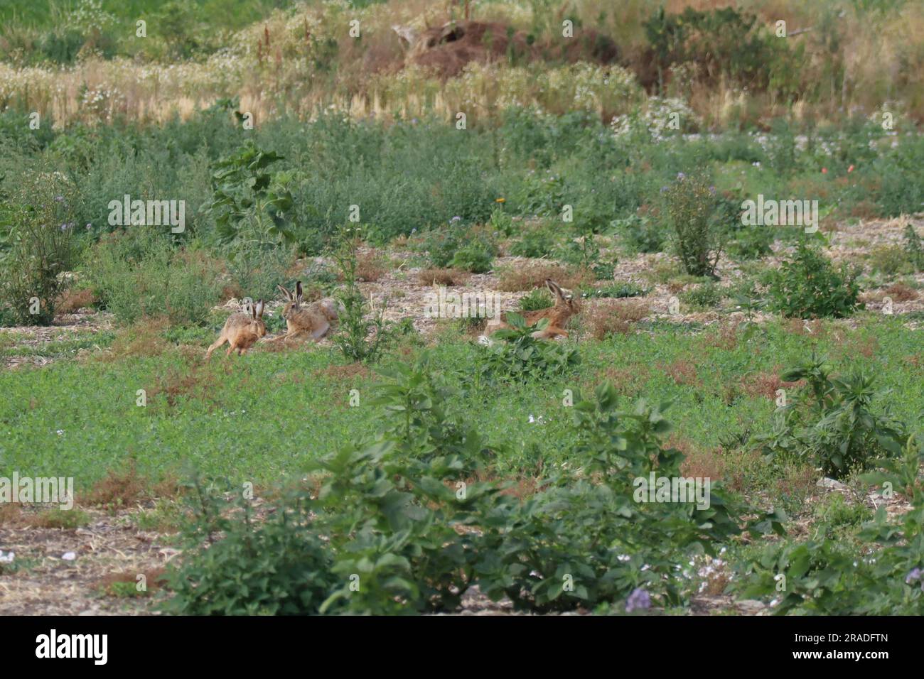 three Rabbits practice defending their Territory Stock Photo - Alamy