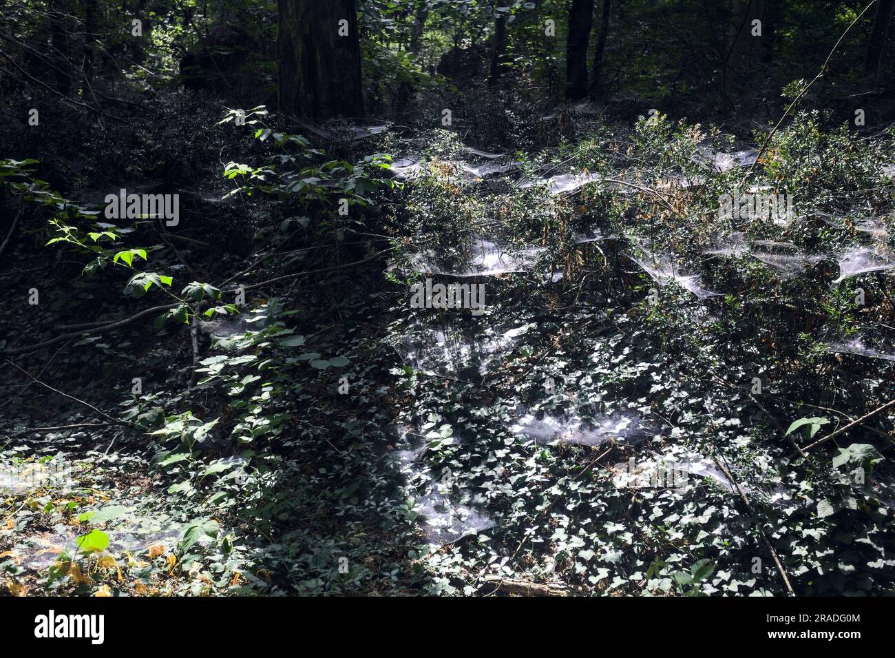 Bushes covered by spider webs by the edge of a path in a park lit by ...