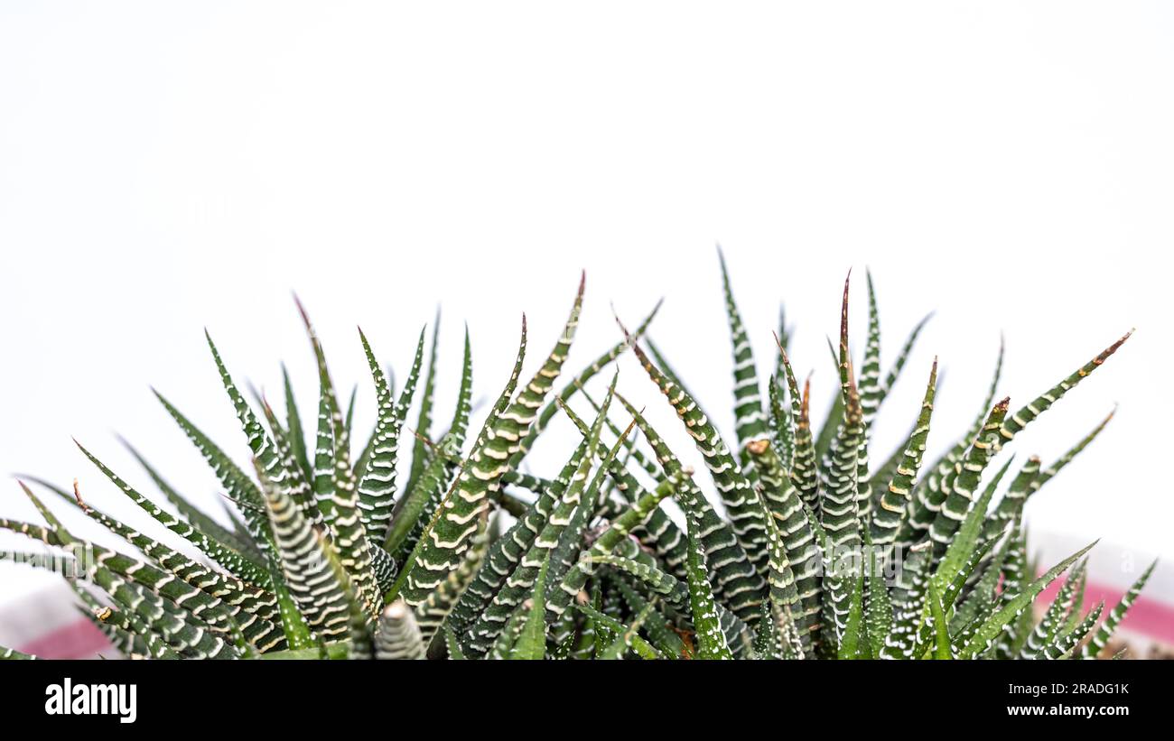 Haworthia Fasciata zebra cactus closeup on white backgroun with copy ...