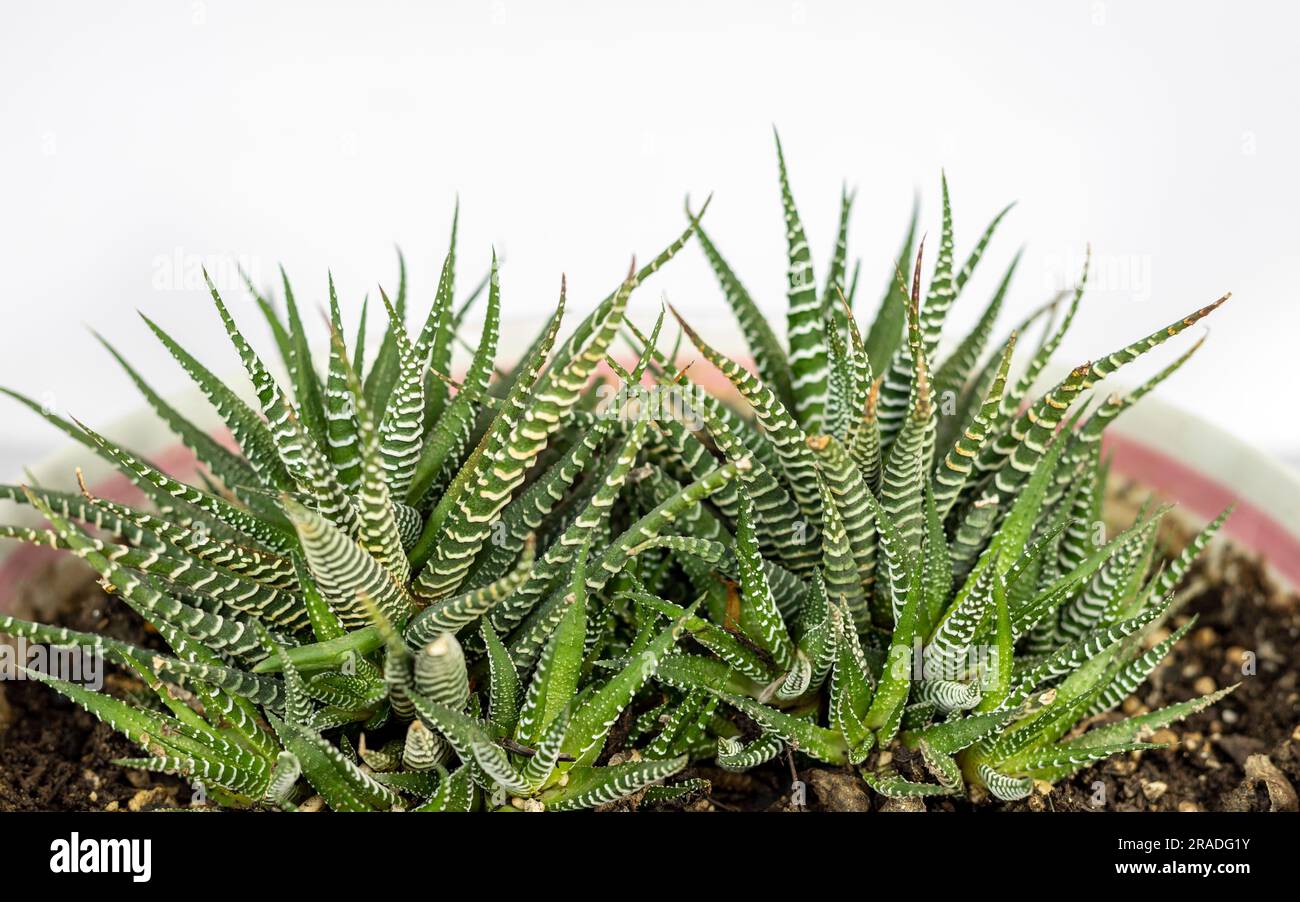 Close up a zebra cactus isolated on white background with copy space ...