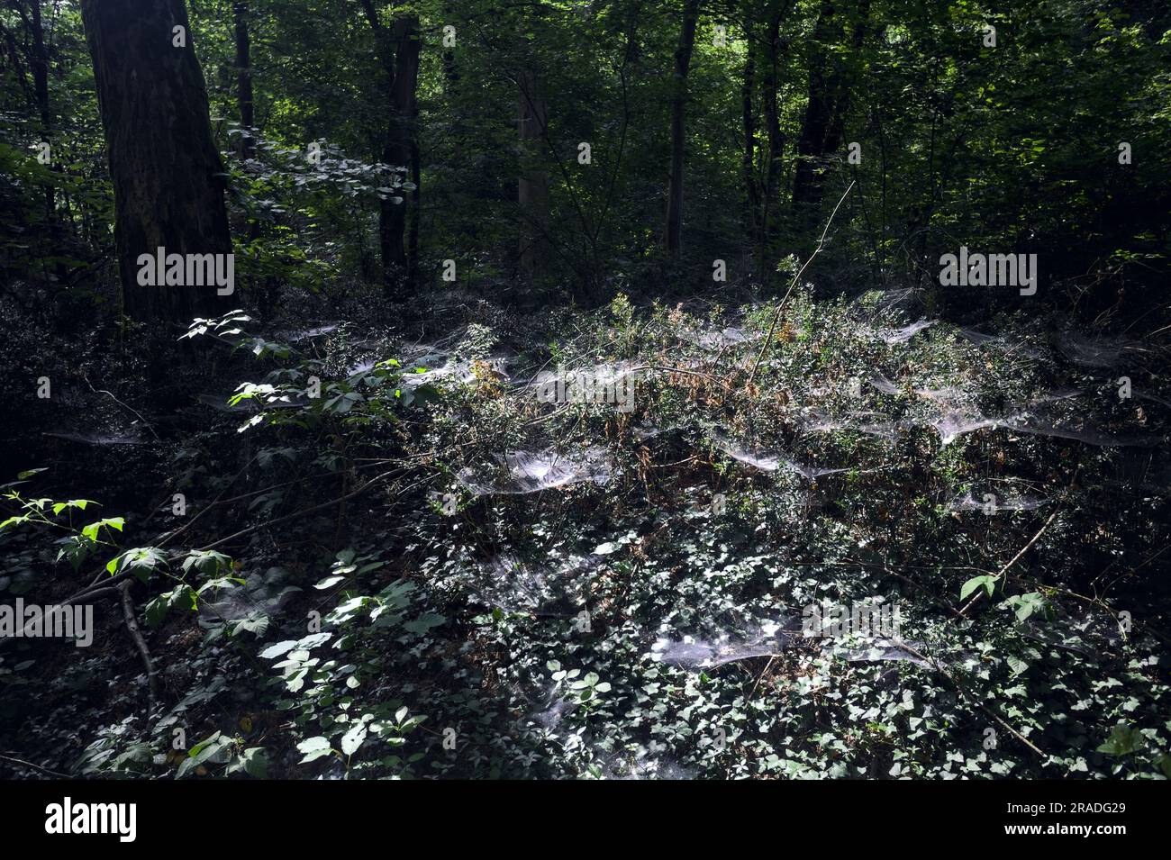 Bushes covered by spider webs by the edge of a path in a park lit by ...