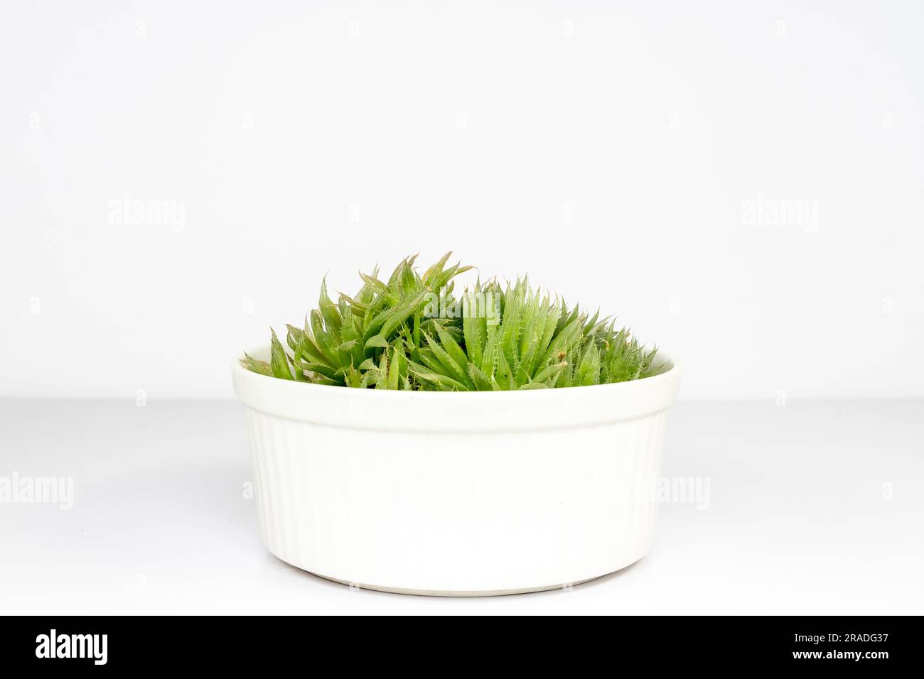 Haworthia with a thick translucent leaves in a beautiful ceramic pot ...