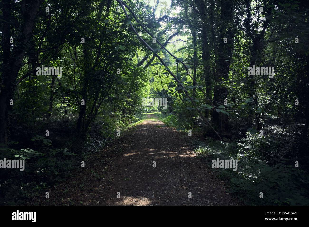 Dirt path in the shade passing under an arching tree in a park on a ...