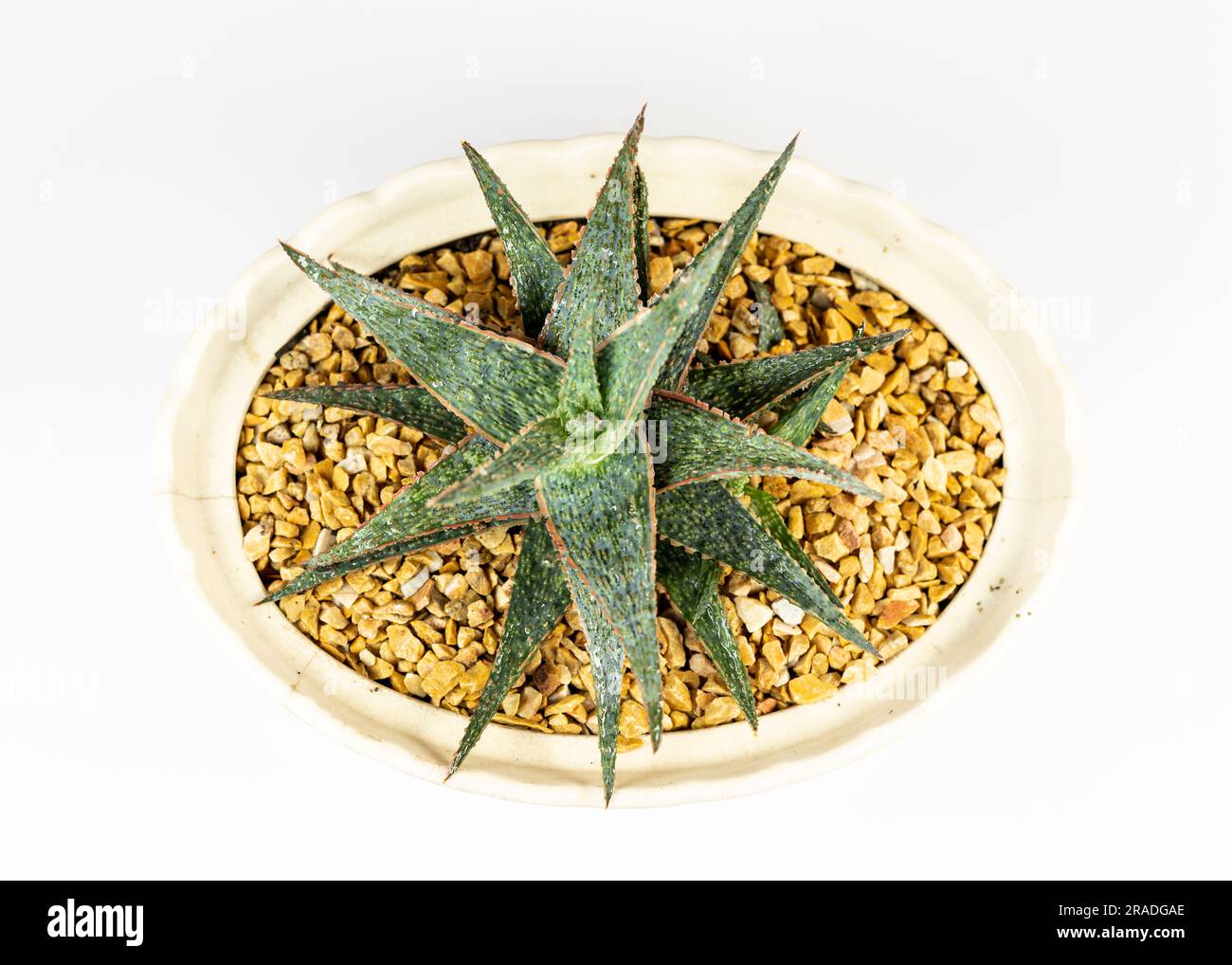 Closeup view pink garden Cut Out Stock Images & Pictures - Alamy