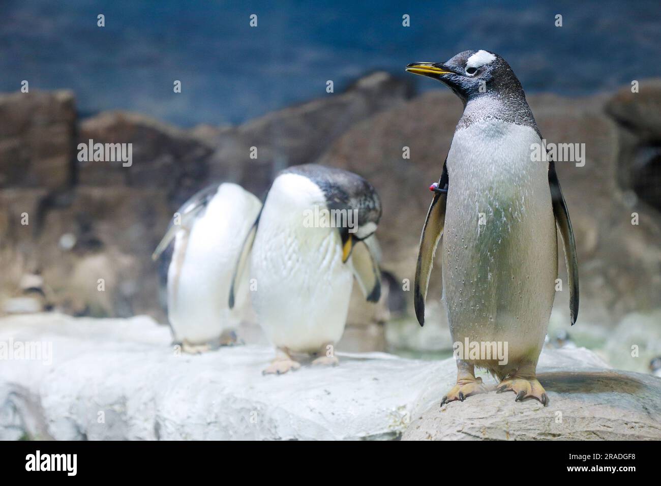 Penguin ice movement hi-res stock photography and images - Alamy