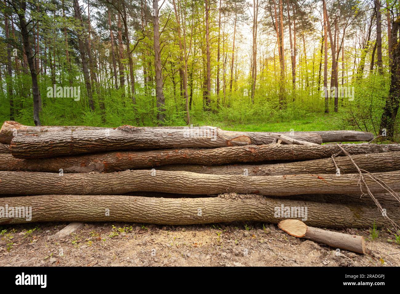 Cut down long tree trunks lying in a pile in the green spring forest ...