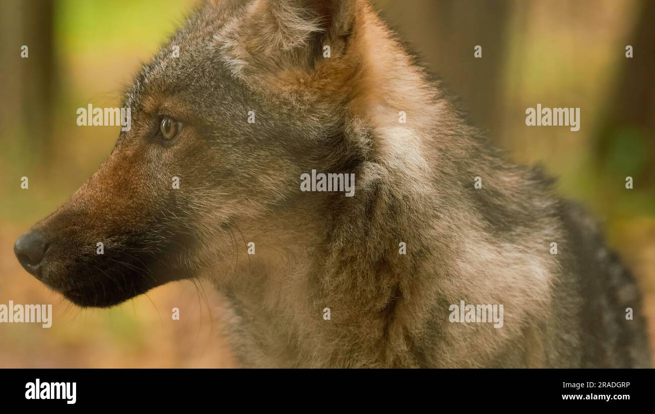 Grey wolf forest cub hi-res stock photography and images - Alamy
