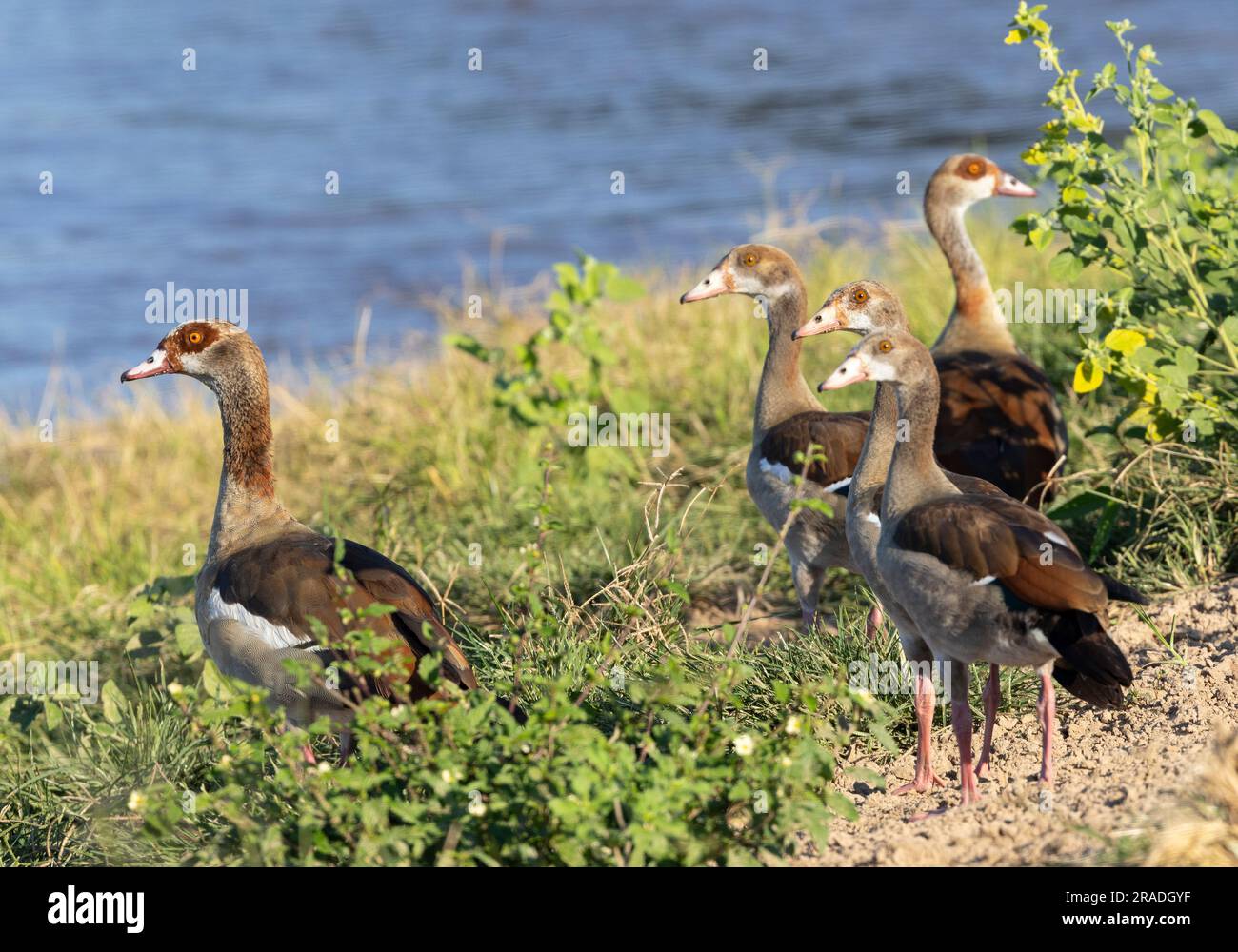 A common bird of the wetlands and waterways around Africa, the Egyptian ...