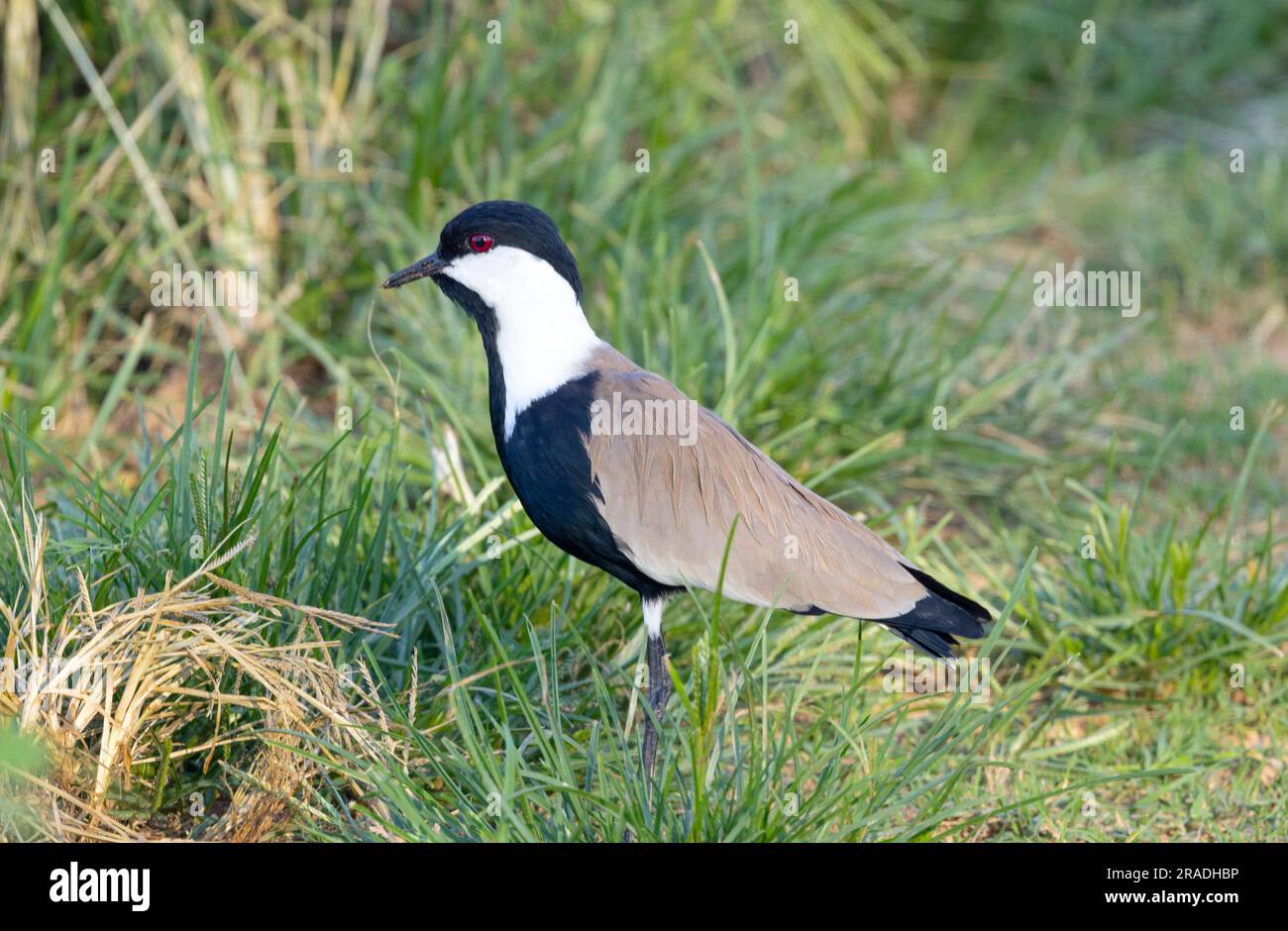 Not one of the more common of the family, the Spur-winged Lapwing is a ...