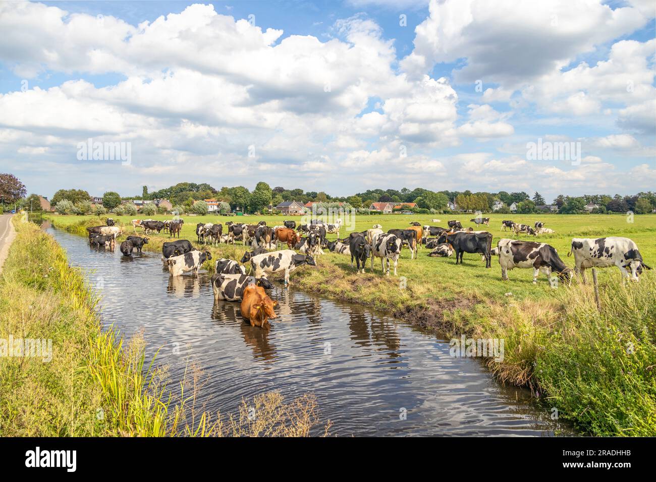 Cows cooling down, going to swim, taking a bath and standing in a creek ...