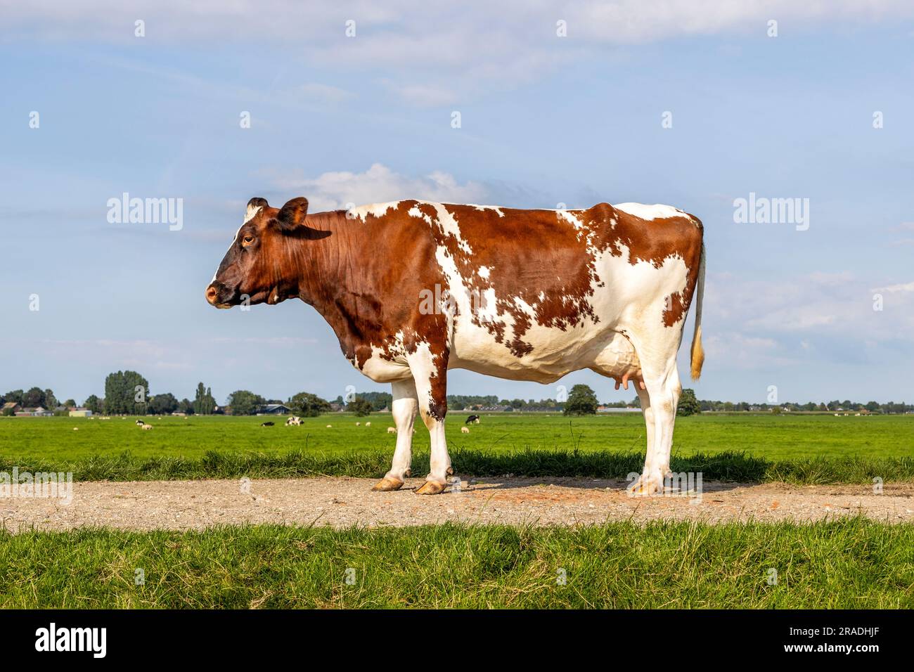Cow side view standing on a path, a blue sky and horizon over land in ...