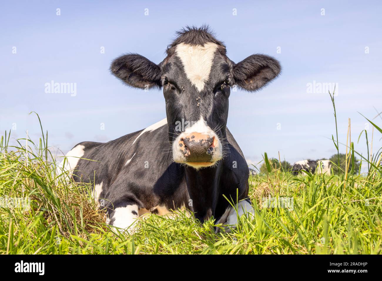 Cow happy lying down in high green grass, relaxing in the meadow, seen ...