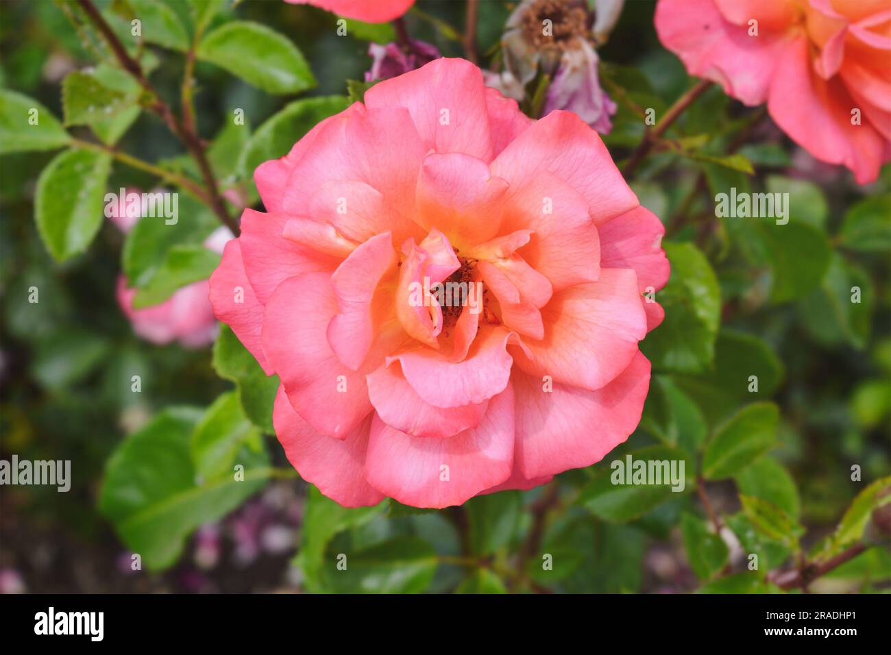 Pink chinese rose hi-res stock photography and images - Alamy