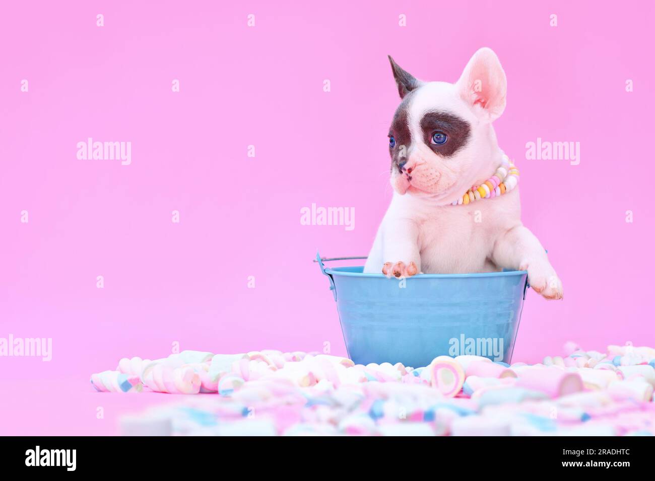 Cute Blue pied French Bulldog dog puppy in bucket between marshmallow ...