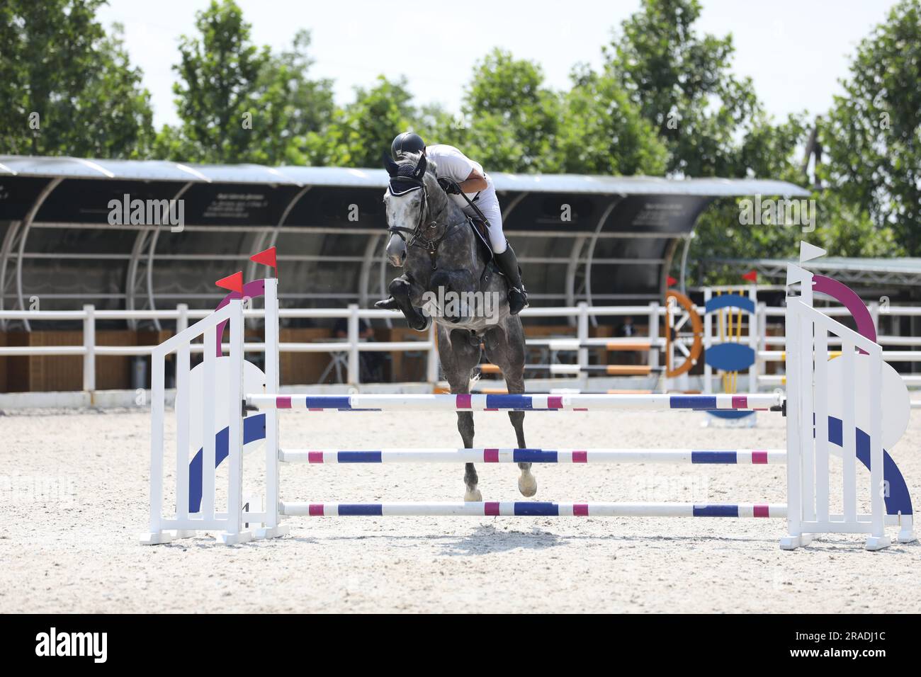 horse and rider on a horse in show jumping competition Stock Photo - Alamy