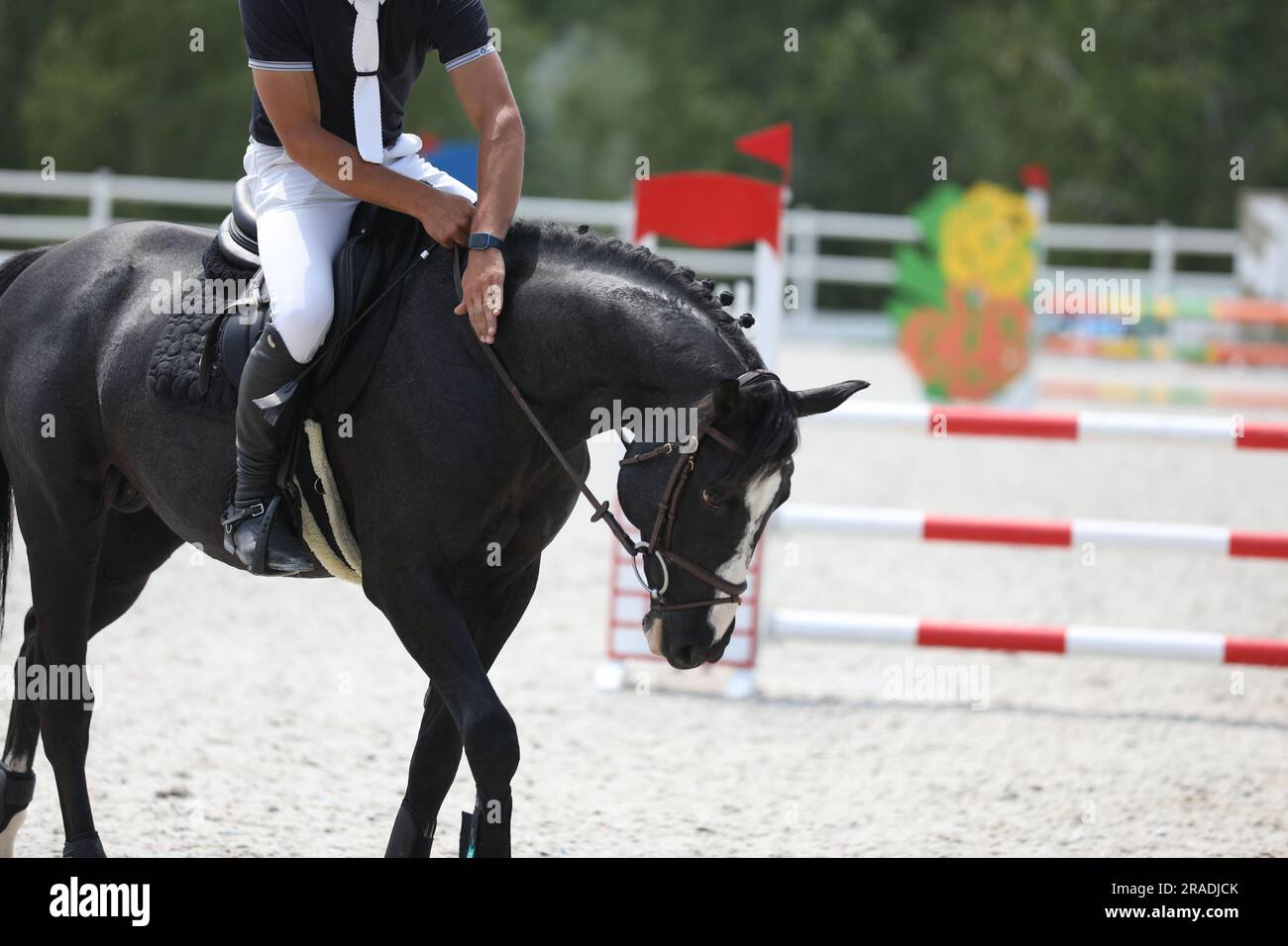 horse and rider on a horse in show jumping competition Stock Photo - Alamy