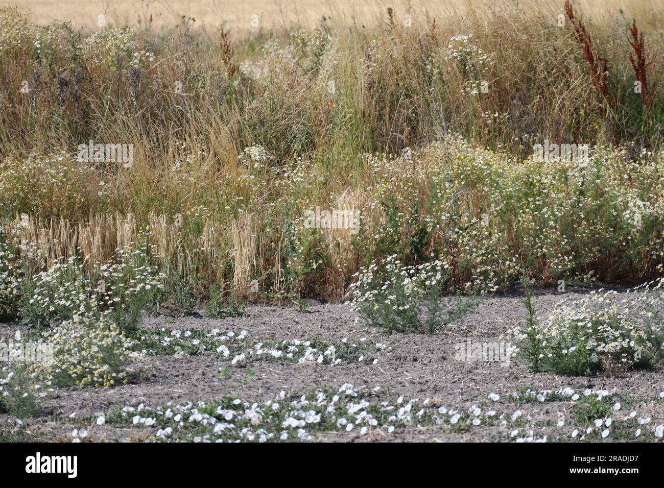 Nature conquers an uncultivated Field Stock Photo - Alamy