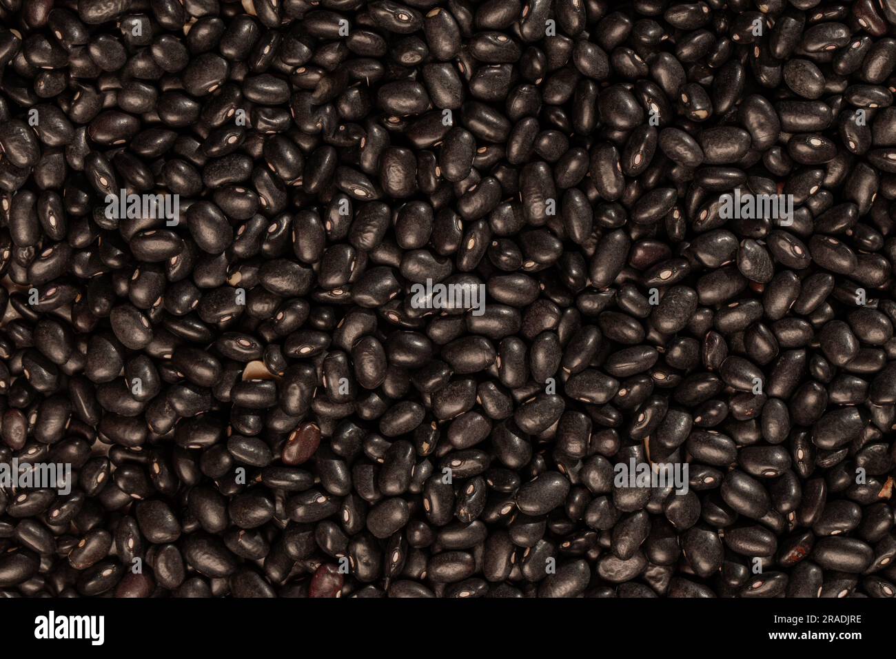 Black turtle bean - is a small, shiny variety of the common bean Stock ...