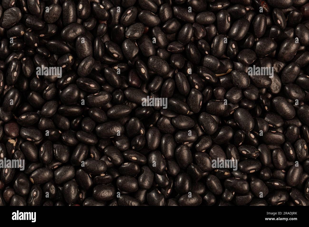 Black turtle bean - is a small, shiny variety of the common bean Stock ...