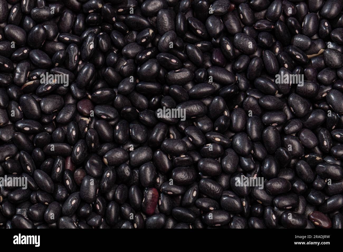 Black turtle bean - is a small, shiny variety of the common bean Stock ...