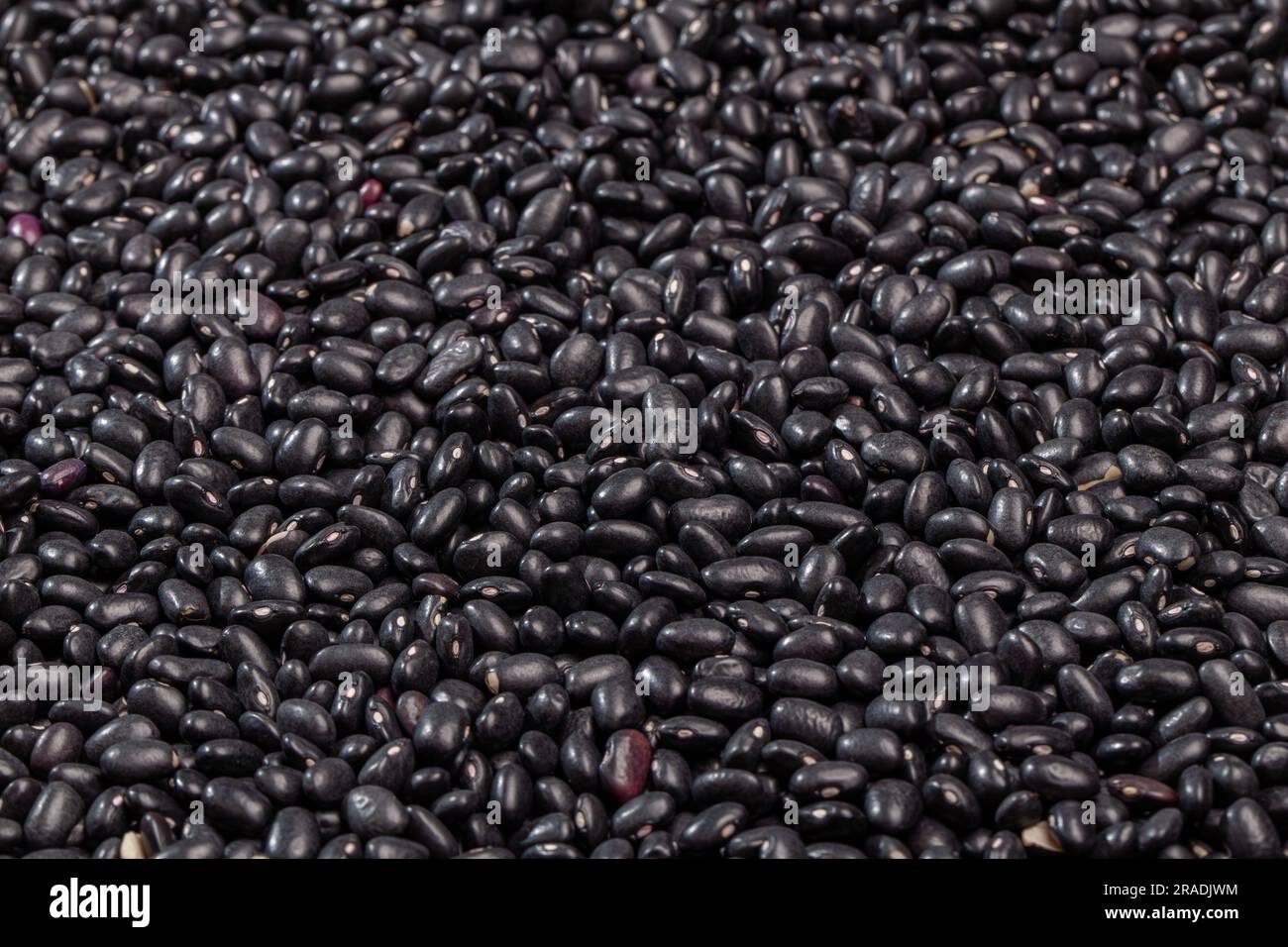 Black turtle bean - is a small, shiny variety of the common bean Stock ...