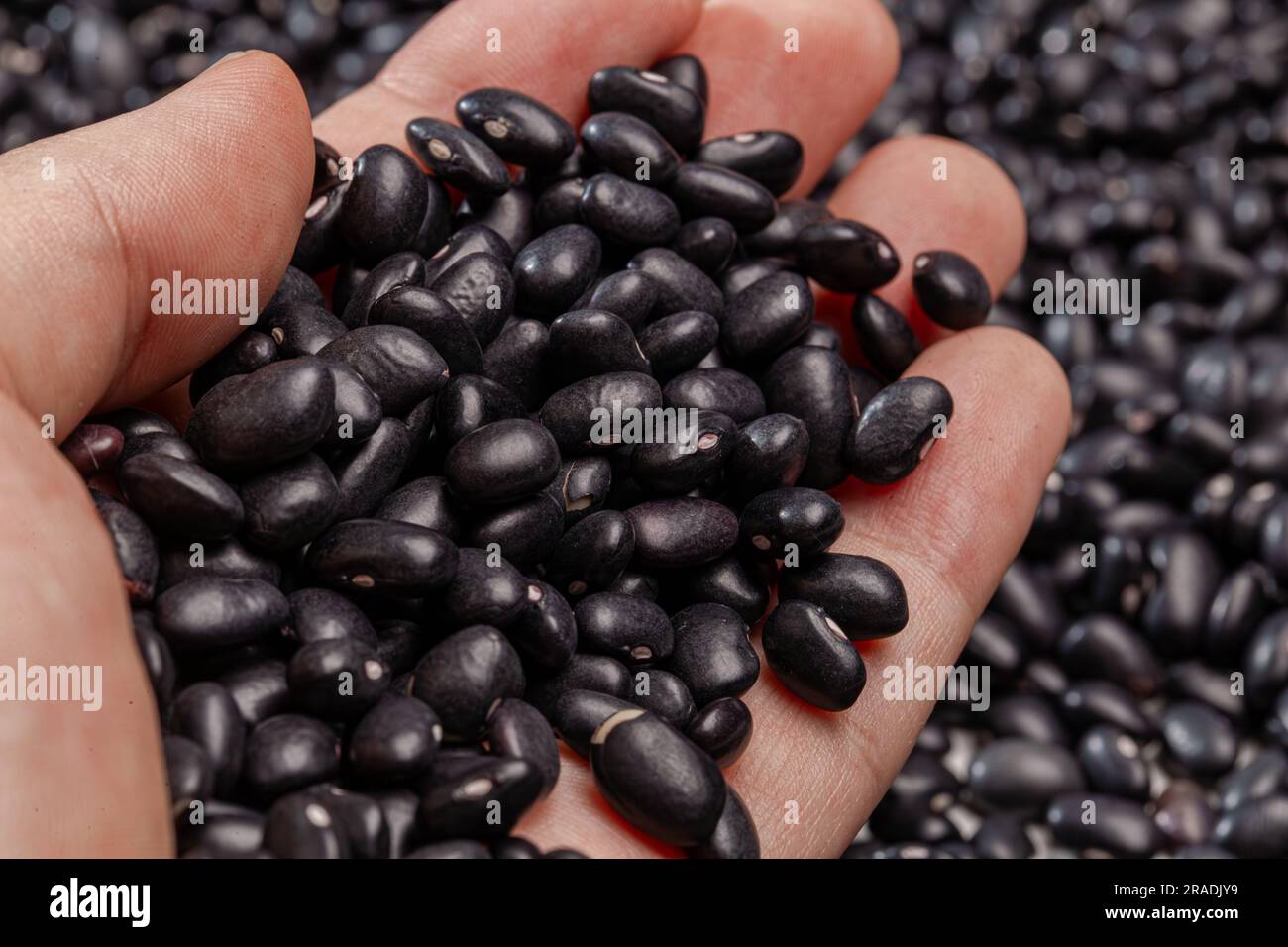 Black turtle bean - is a small, shiny variety of the common bean Stock ...