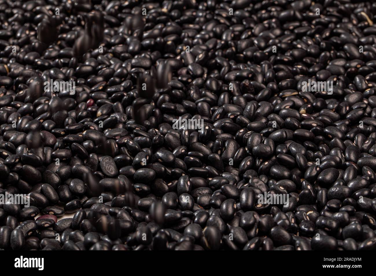 Black turtle bean - is a small, shiny variety of the common bean Stock ...