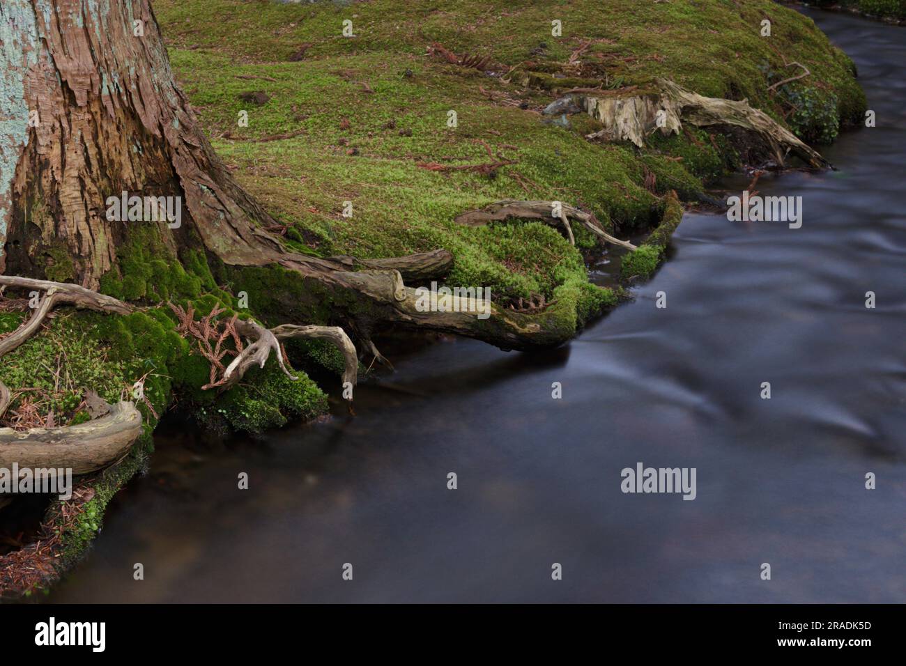 Cedar tree roots hi-res stock photography and images - Alamy